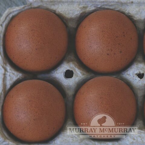 Chicken Breeds Archives Murray Mcmurray Hatchery Blog