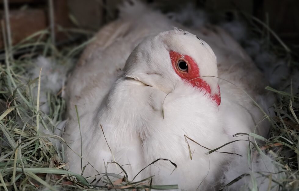 Waterfowl - Murray McMurray Hatchery Blog