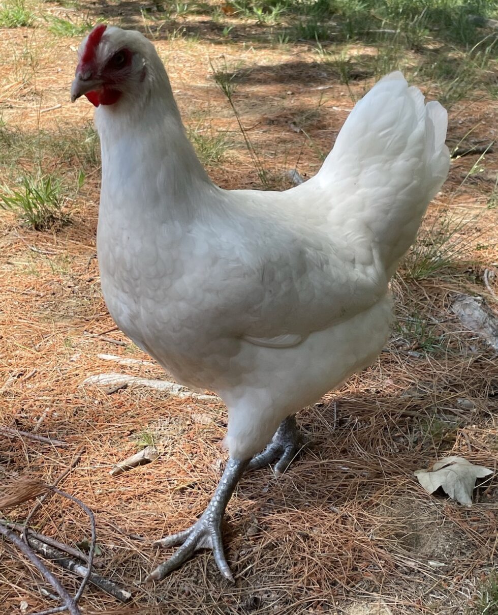 Raising American Bresse with Erik Gordon - Murray McMurray Hatchery Blog