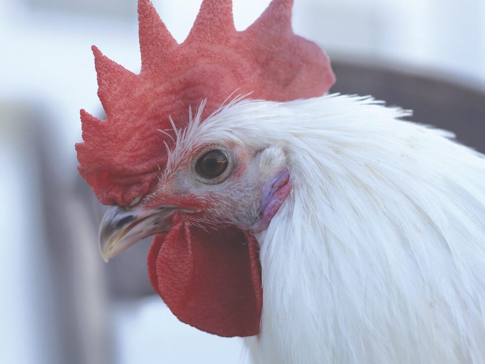 Raising American Bresse with Erik Gordon - Murray McMurray Hatchery Blog