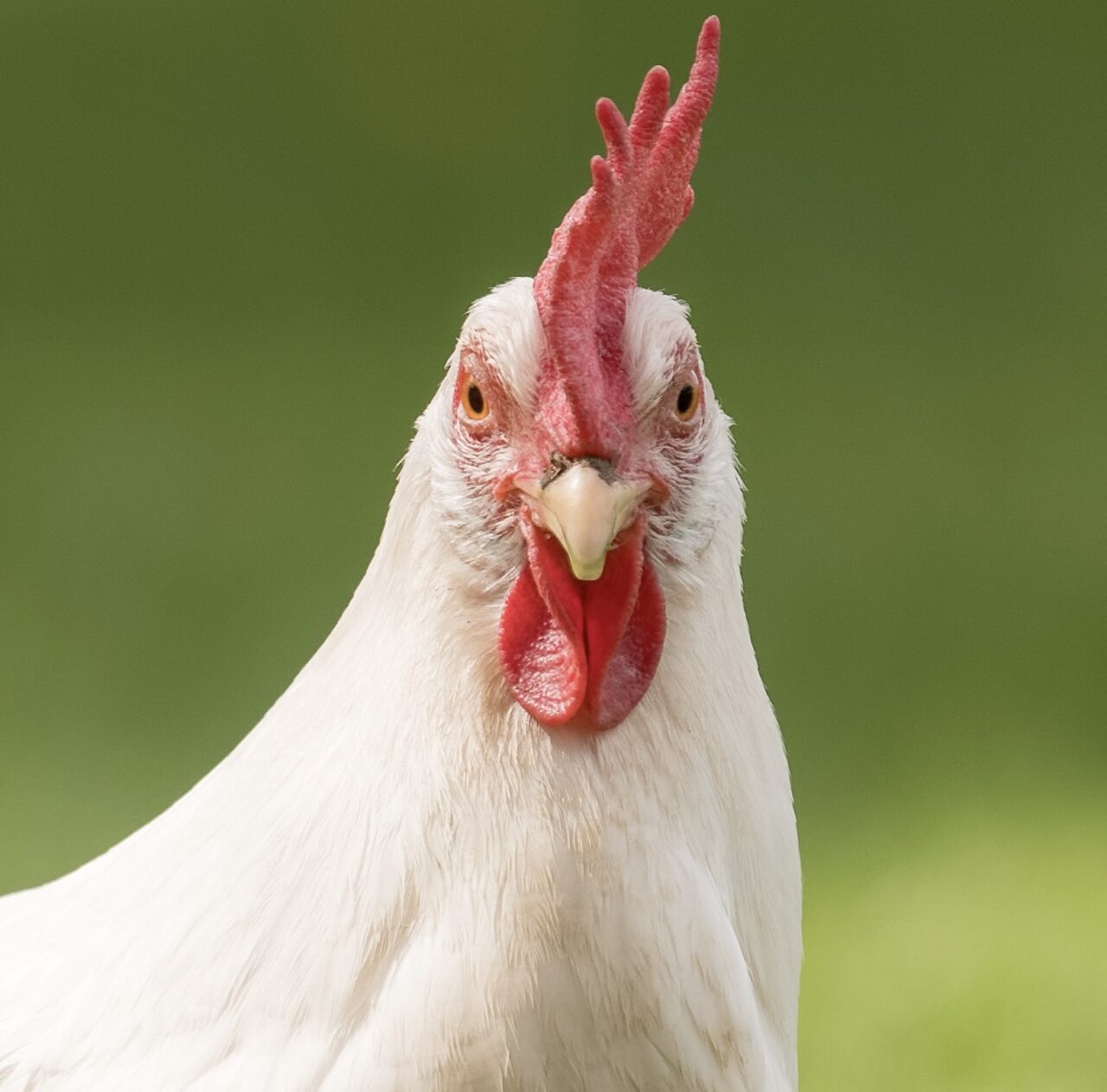 Coffee with the Chicken Ladies Breed Spotlight: Leghorns - Murray ...