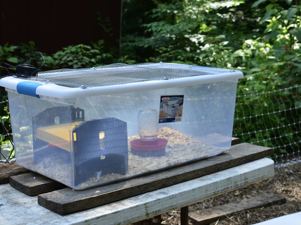Three DIY Chicken Projects With Janet Garman - Murray McMurray Hatchery ...