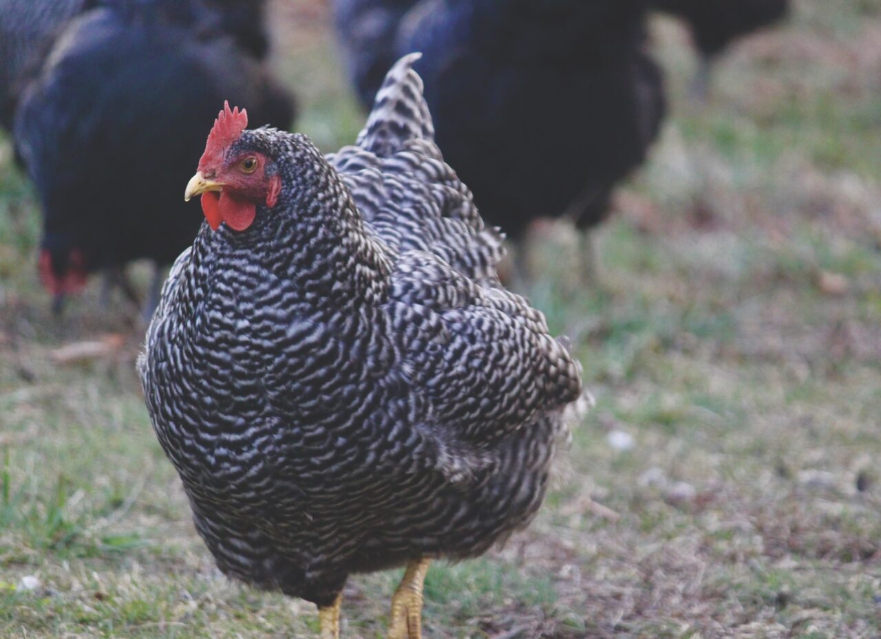 Gail Damerow Discusses Her Top Three Favorite Chicken Breeds - Murray McMurray Hatchery Blog
