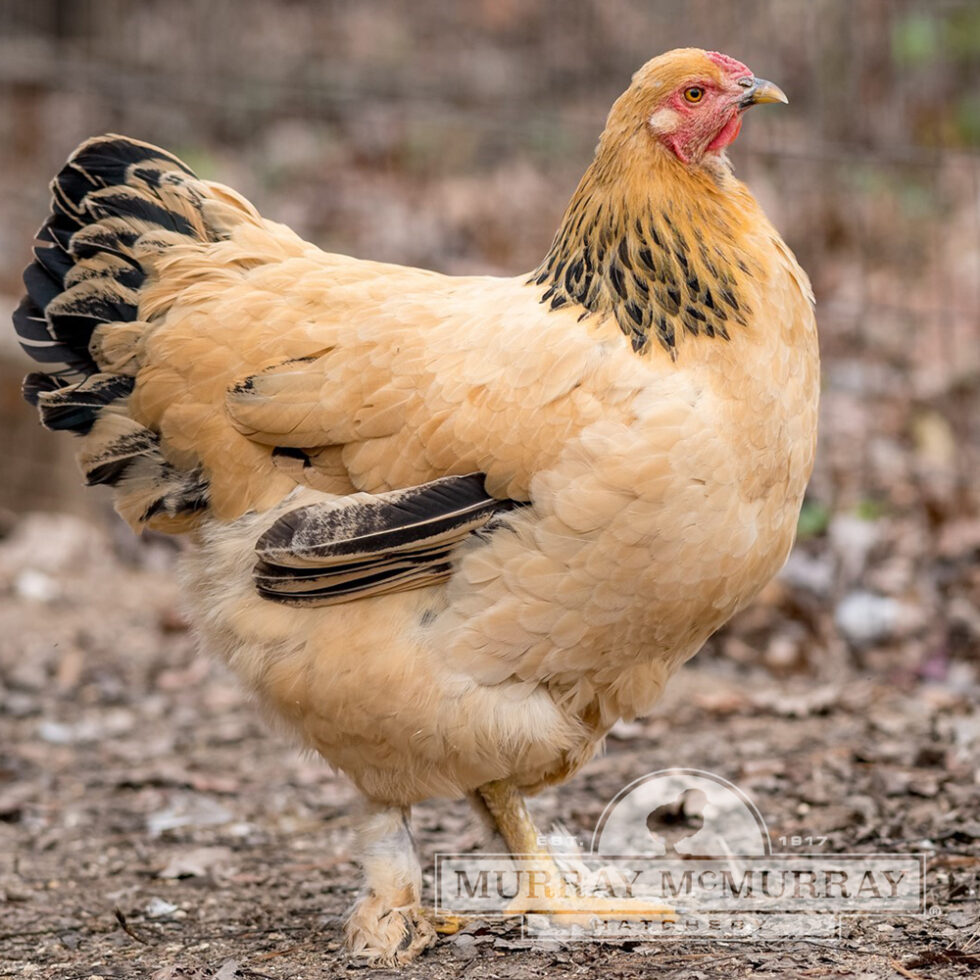 Coffee with the Chicken Ladies - Murray McMurray Hatchery Blog