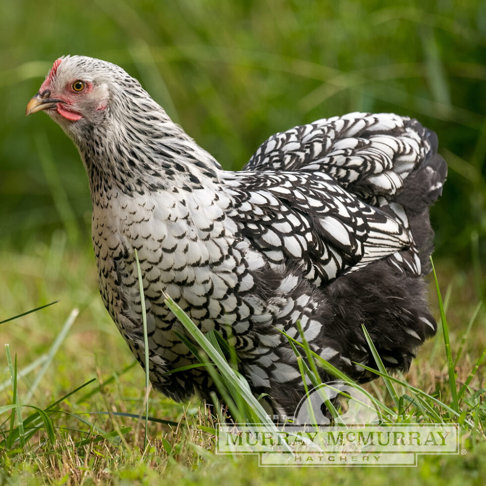 Coffee with the Chicken Ladies - Murray McMurray Hatchery Blog