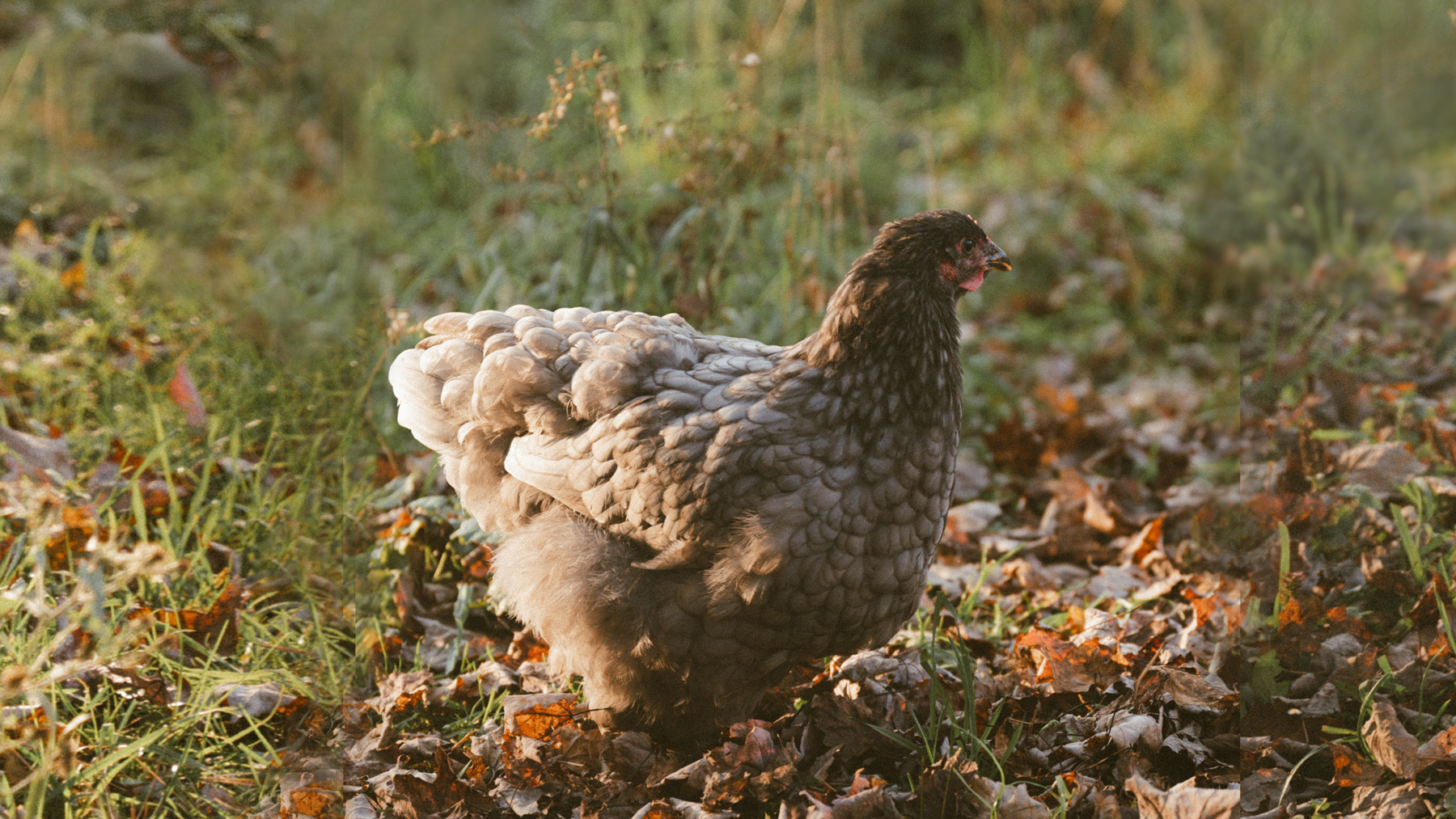 Murray McMurray Hatchery Blog