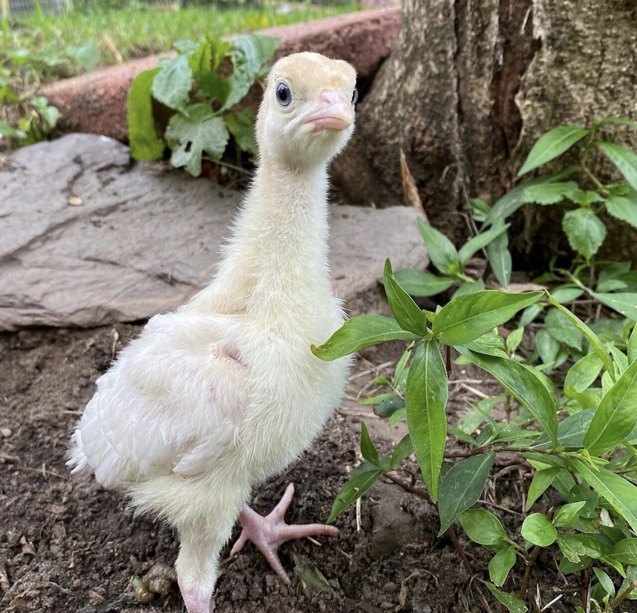 Breed Spotlight: Murray's Midget White Turkey - Murray McMurray ...