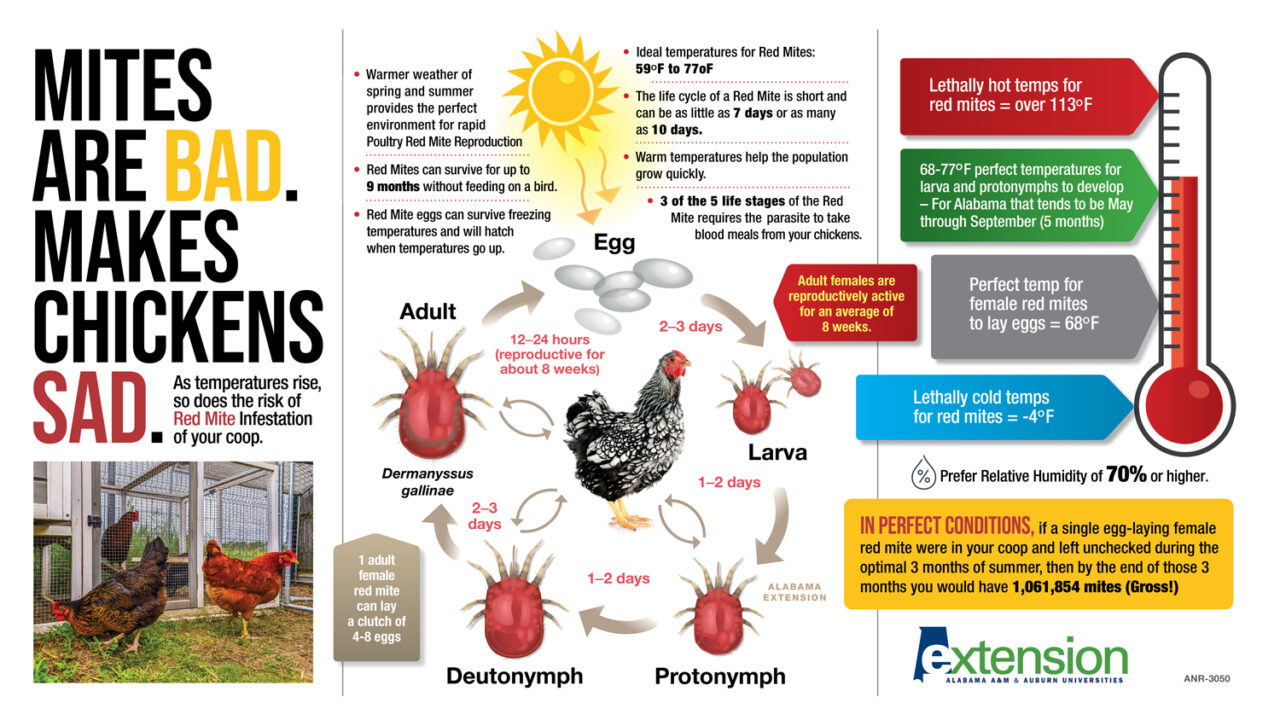Red Mites in Poultry | Dr. Brigid McCrea | McMurray Hatchery Blog