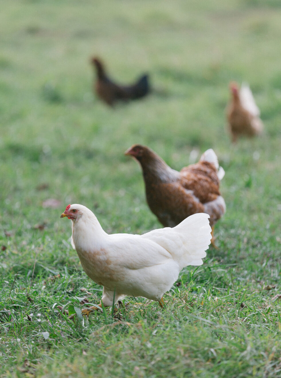 When and Why Would You Need to Replace Your Poultry Flock - Murray ...