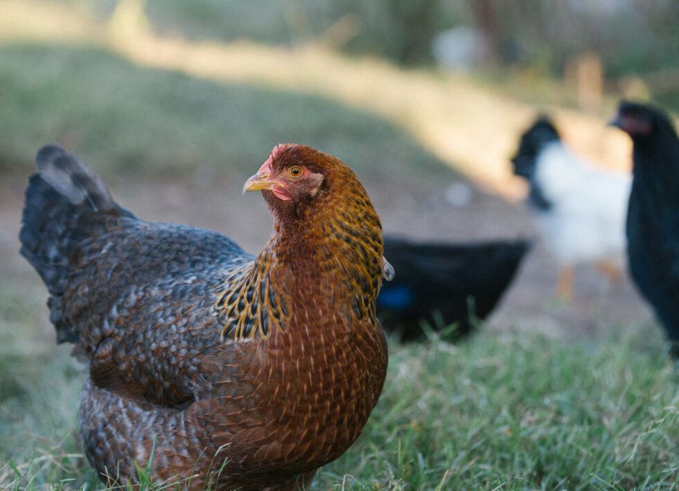 When and Why Would You Need to Replace Your Poultry Flock - Murray ...