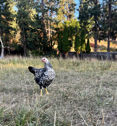 Why Do Chickens Need a Dust Bath? We Ask Gail Damerow - Murray McMurray ...