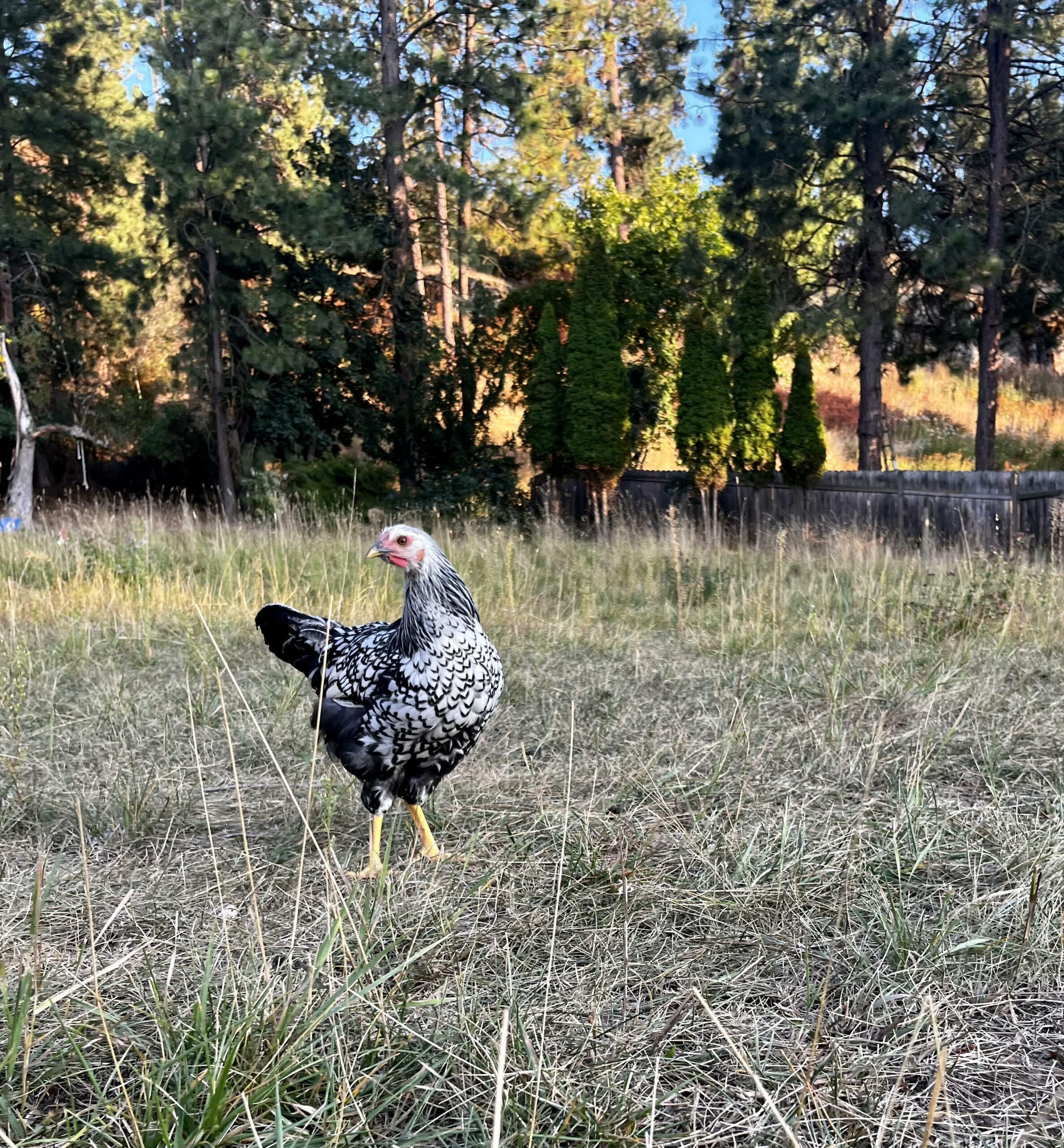 Why Do Chickens Need a Dust Bath? We Ask Gail Damerow - Murray McMurray ...