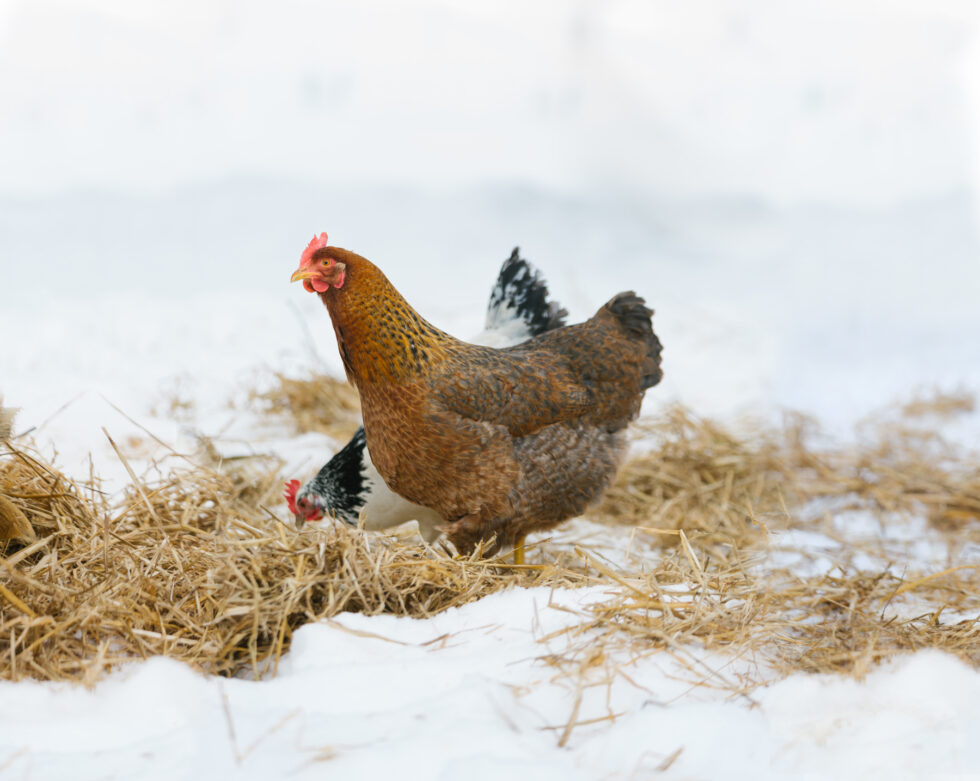 Chickens Archives - Murray McMurray Hatchery Blog