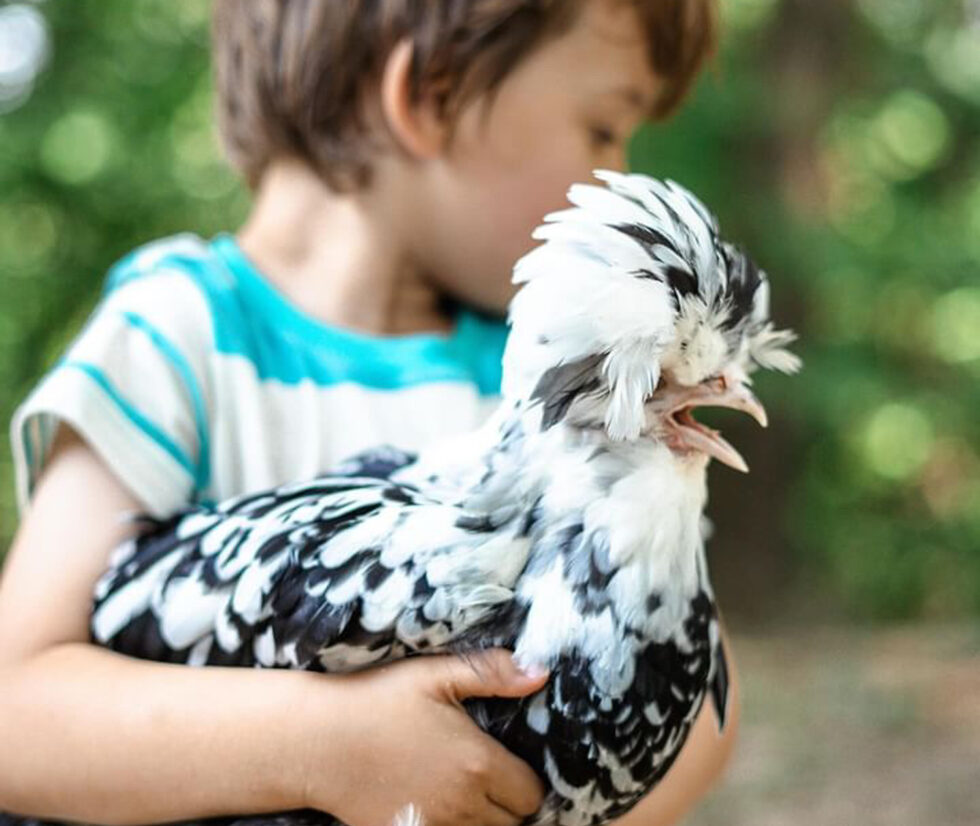 Chicken Breeds Archives Murray Mcmurray Hatchery Blog