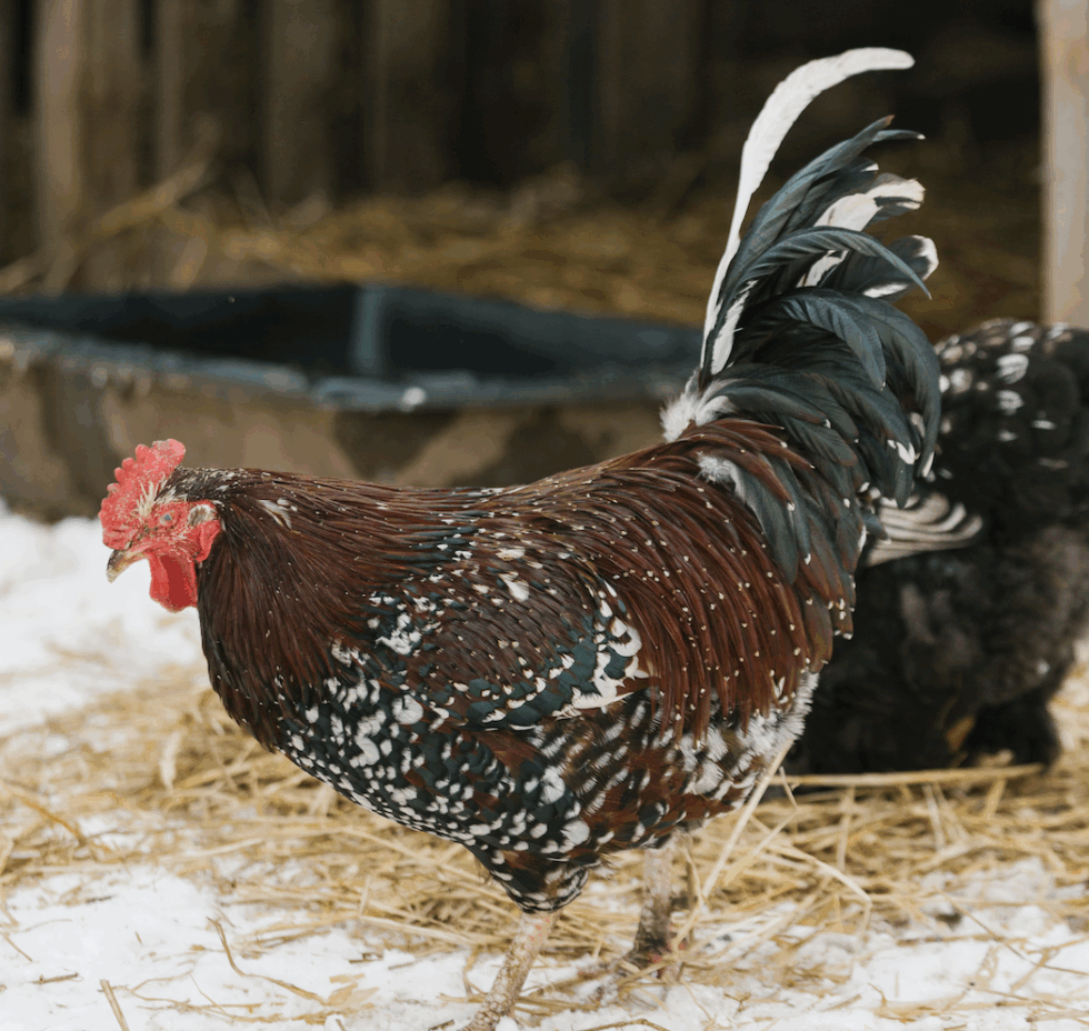 The Pros and Cons of Keeping a Rooster With Gail Damerow - Murray ...